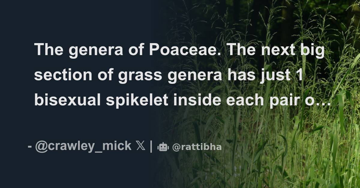 The genera of Poaceae. The next big section of grass genera has just 1 ...