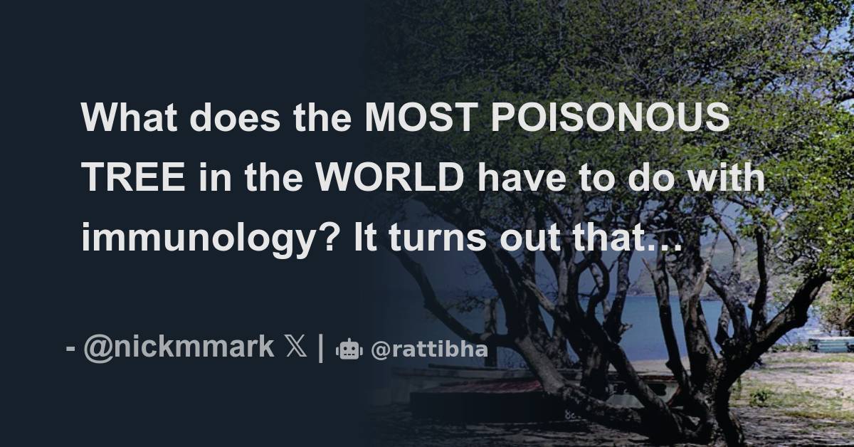 What does the MOST POISONOUS TREE in the WORLD have to do with ...