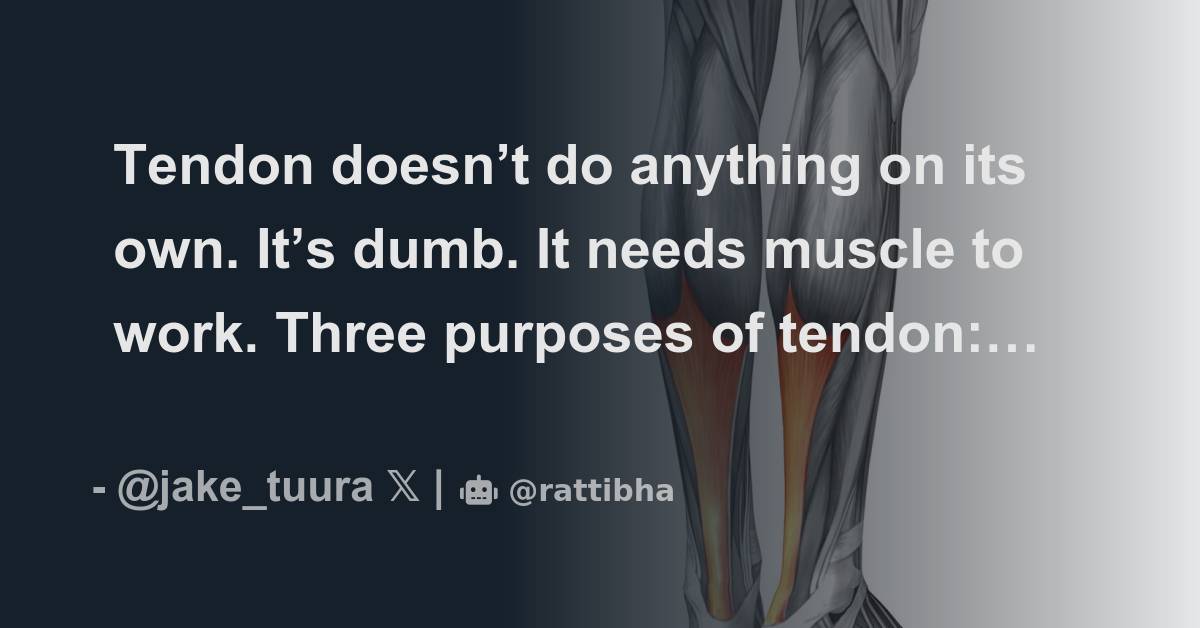 Tendon doesn’t do anything on its own. It’s dumb. It needs muscle to ...