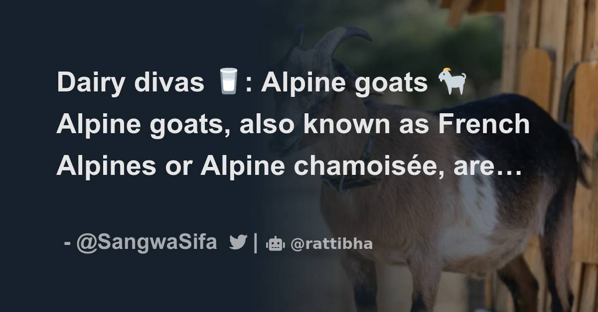 Dairy divas 🥛: Alpine goats 🐐 Alpine goats, also known as French ...