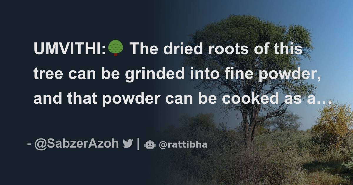 UMVITHI:🌳 The dried roots of this tree can be grinded into fine powder ...
