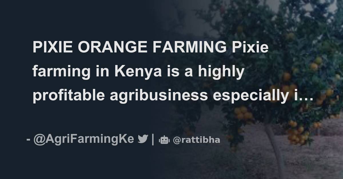 PIXIE ORANGE FARMING Pixie farming in Kenya is a highly profitable ...