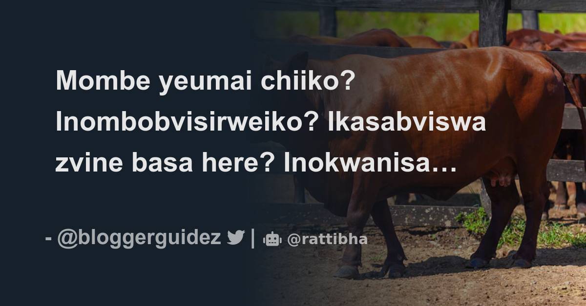 Mombe yeumai chiiko? Inombobvisirweiko? Ikasabviswa zvine basa here ...