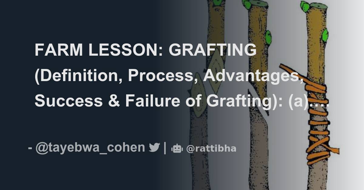 FARM LESSON: GRAFTING (Definition, Process, Advantages, Success ...