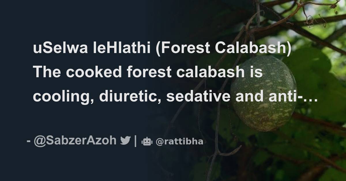 uSelwa leHlathi (Forest Calabash) The cooked forest calabash is cooling ...