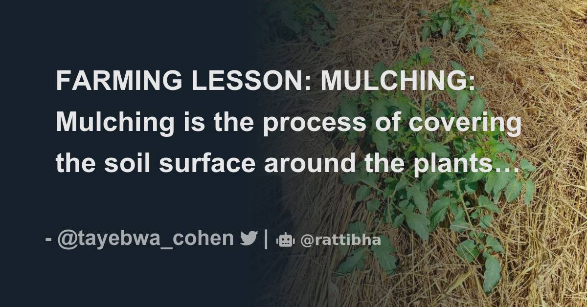 FARMING LESSON: MULCHING: Mulching is the process of covering the soil ...