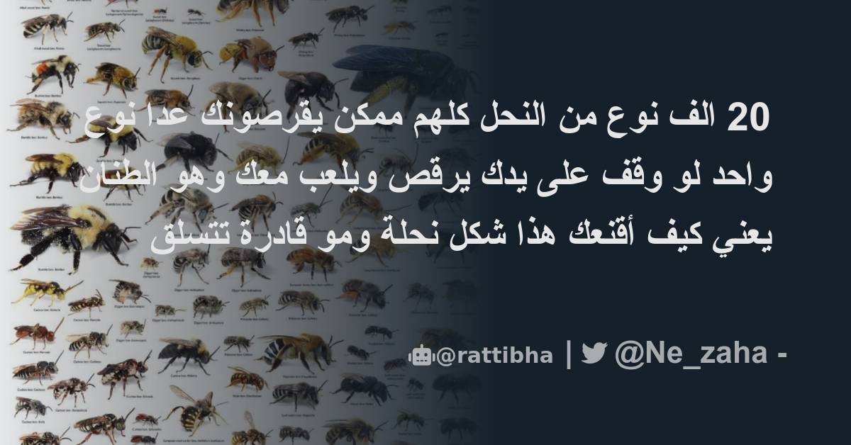 20 الف نوع من النحل كلهم ممكن يقرصونك عدا نوع واحد لو وقف على يدك يرقص ويلعب معك وهو الطنان ...
