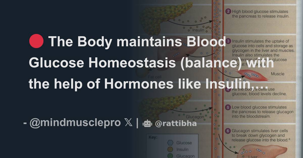 🔴 The Body maintains Blood Glucose Homeostasis (balance) with the help ...