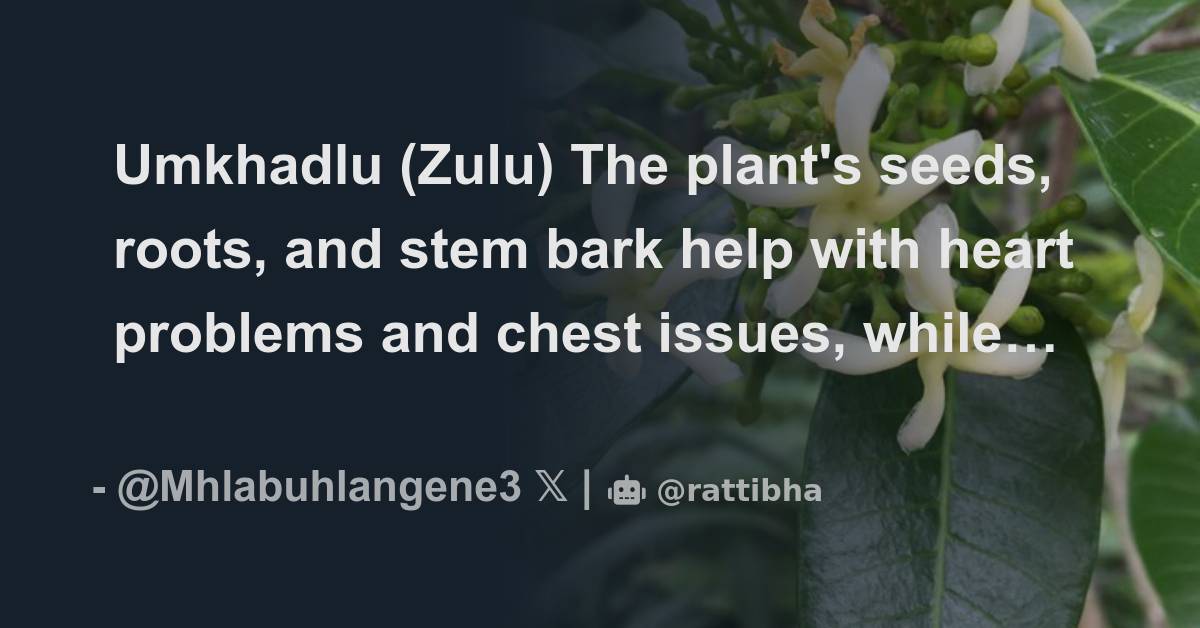 Umkhadlu (Zulu) The plant's seeds, roots, and stem bark help with heart ...