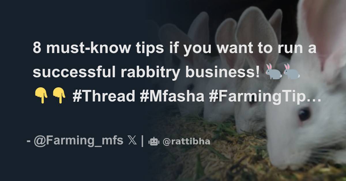 8 must-know tips if you want to run a successful rabbitry business! 🐇🐇👇 ...