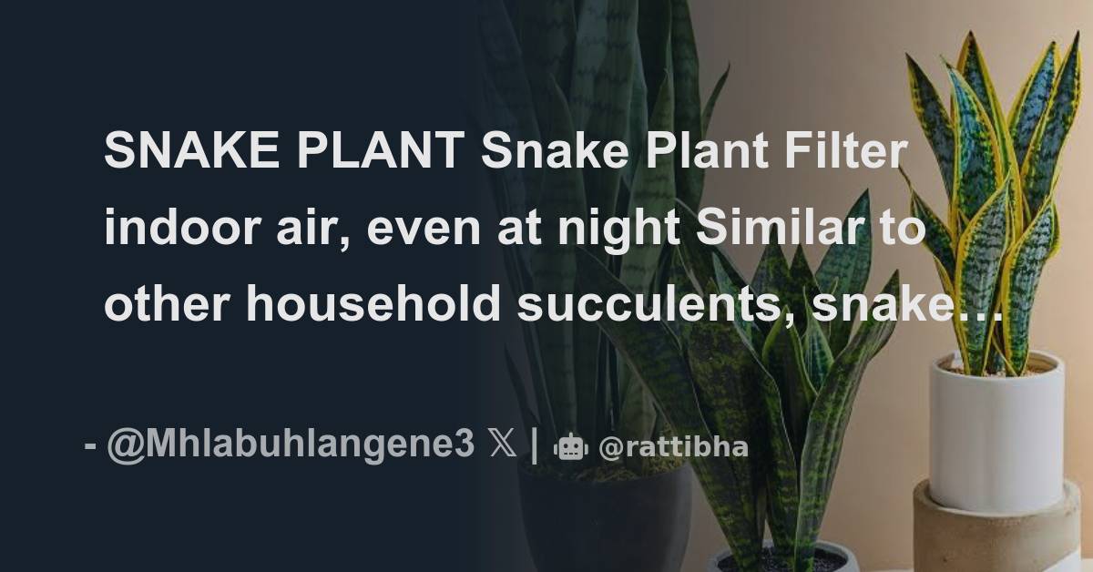 SNAKE PLANT Snake Plant Filter indoor air, even at night Similar to ...