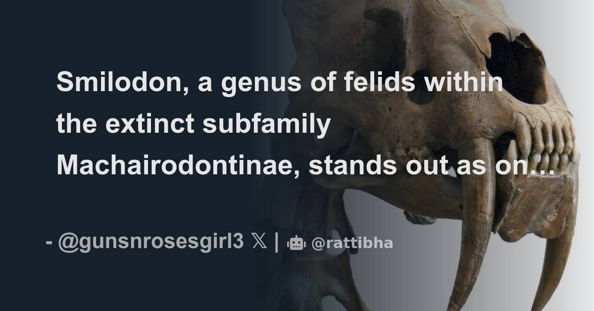Smilodon, a genus of felids within the extinct subfamily ...