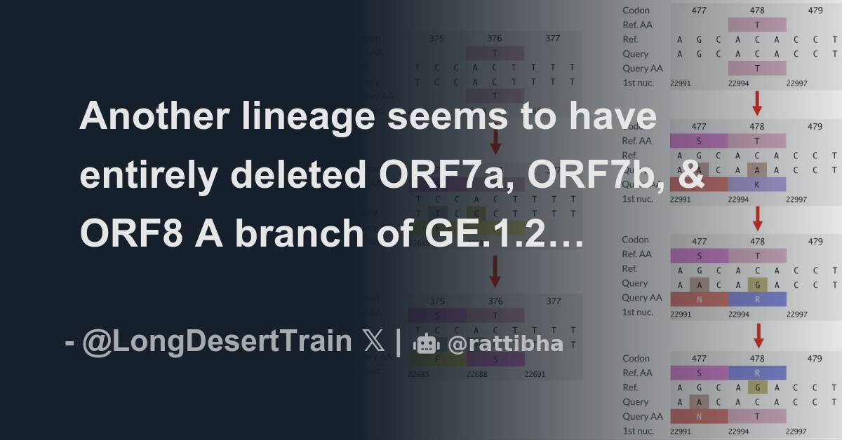 Another lineage seems to have entirely deleted ORF7a, ORF7b, & ORF8 A branch of GE.1.2 (XBB.2.3 ...