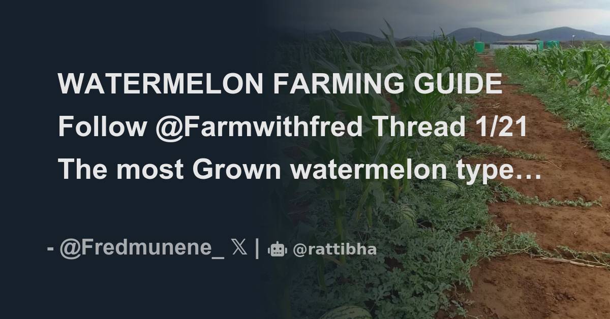 WATERMELON FARMING GUIDE Follow @Farmwithfred Thread 1/21 - Thread from Farm With Fred ...