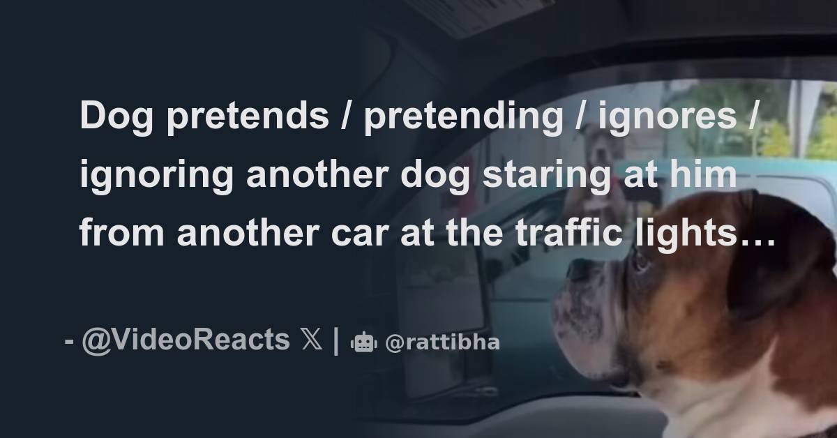 Dog pretends / pretending / ignores / ignoring another dog staring at ...