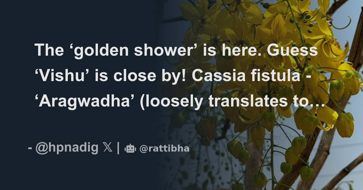 The ‘golden shower’ is here. Guess ‘Vishu’ is close by! Cassia fistula ...