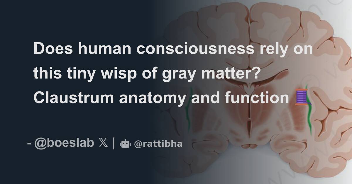 Does human consciousness rely on this tiny wisp of gray matter ...