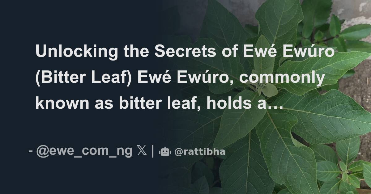 Unlocking the Secrets of Ewé Ewúro (Bitter Leaf) Ewé Ewúro, commonly ...