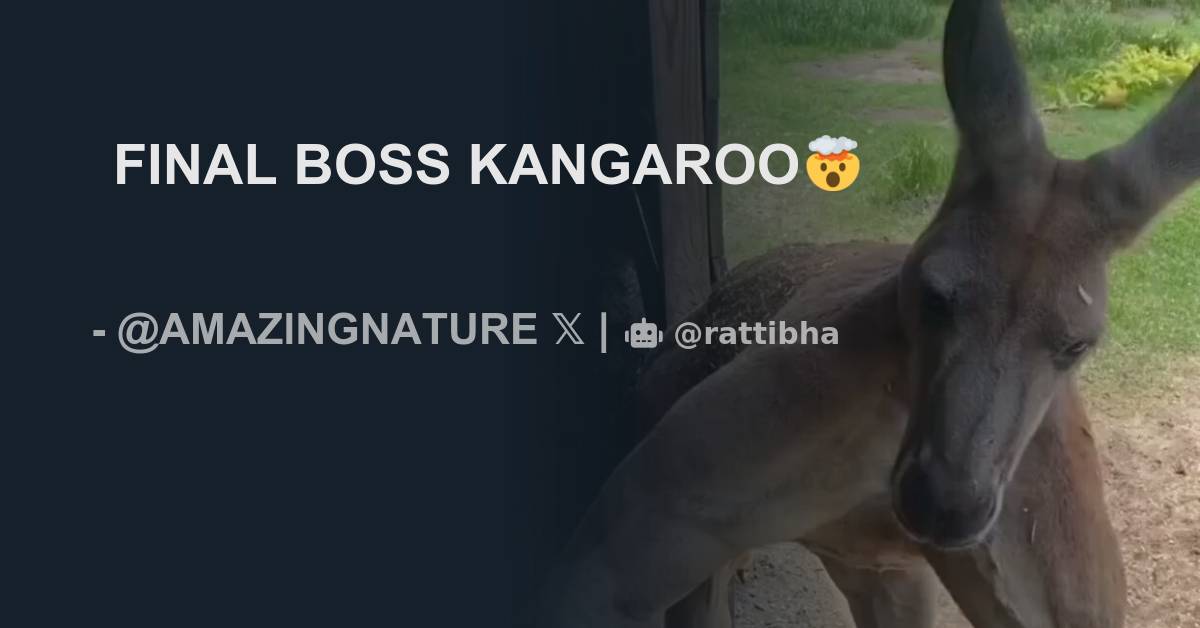 FINAL BOSS KANGAROO🤯 - Thread from Nature is Amazing ☘️ @AMAZlNGNATURE - Rattibha
