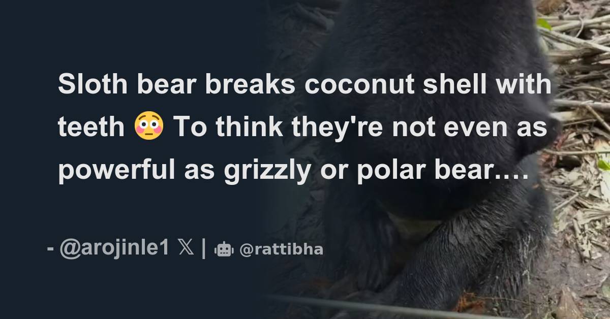 Sloth bear breaks coconut shell with teeth 😳 To think they're not even ...