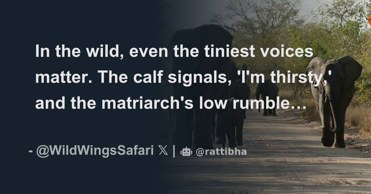 In the wild, even the tiniest voices matter. The calf signals, 'I'm ...