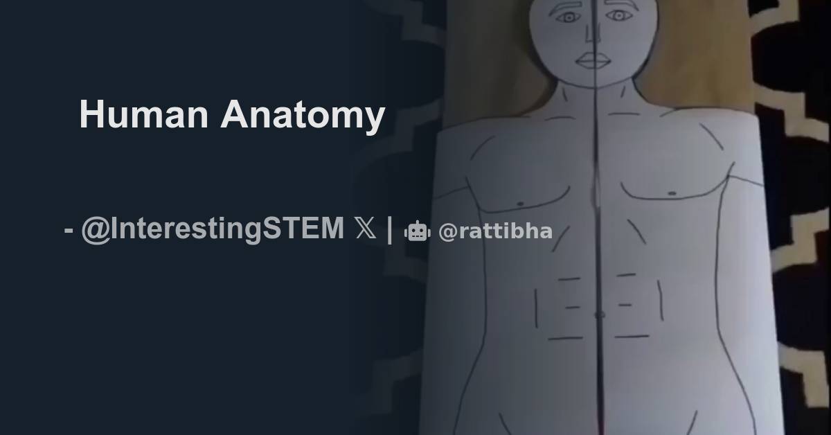 Human Anatomy - Thread from Interesting STEM @InterestingSTEM - Rattibha