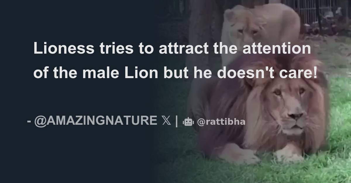 Lioness tries to attract the attention of the male Lion but he doesn't ...