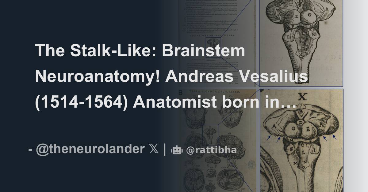 The Stalk-Like: Brainstem Neuroanatomy! Andreas Vesalius (1514-1564 ...