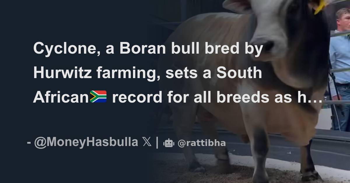 Cyclone, a Boran bull bred by Hurwitz farming, sets a South African🇿🇦 ...