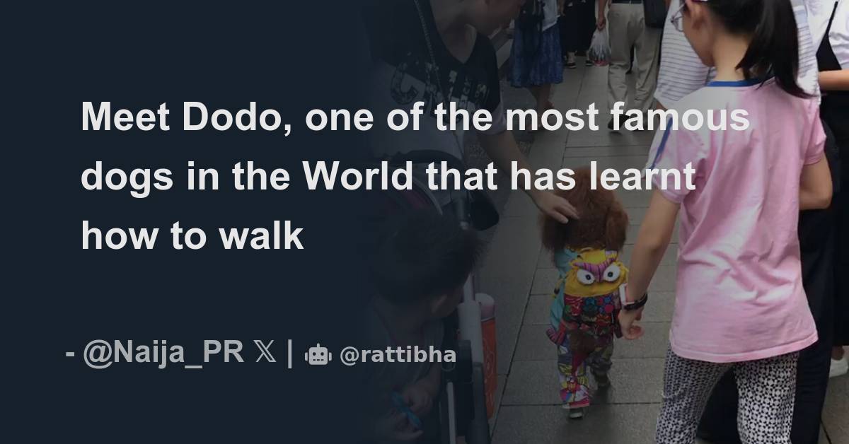 Meet Dodo, one of the most famous dogs in the World that has learnt how ...