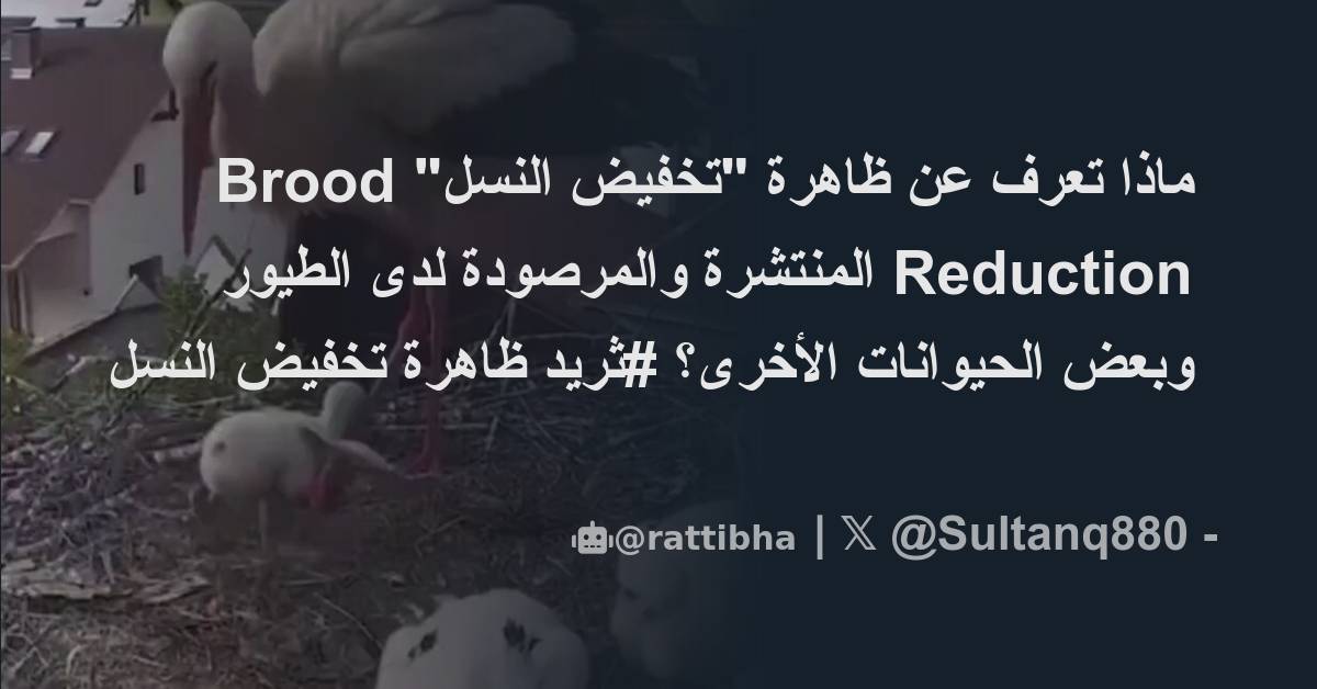 ماذا تعرف عن ظاهرة "تخفيض النسل" Brood Reduction المنتشرة والمرصودة لدى ...
