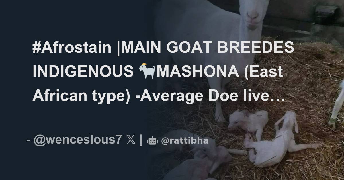 #Afrostain |MAIN GOAT BREEDES INDIGENOUS 🐐MASHONA (East African type ...